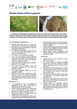 Rhodes Grass (Chloris gayana): Factsheets on forage species in East Africa